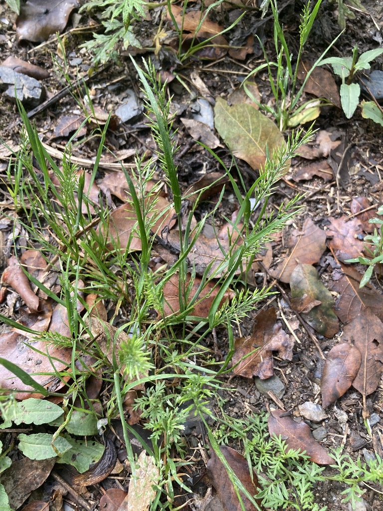 Fern-grass from Parque de Collserola (Parc de Collserola), Barcelona ...