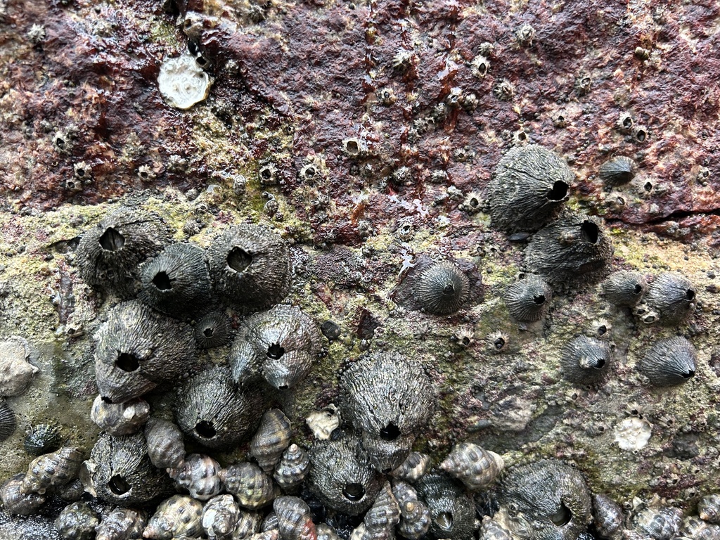 Japanese Volcano Barnacle from 洞头区, 温州市, 浙江省, CN on May 20, 2023 at 05: ...