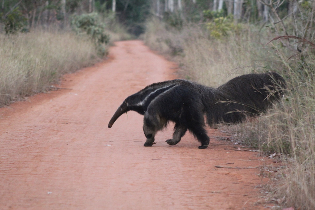 Giant Anteater in May 2023 by Gabriella da Costa Pereira · iNaturalist