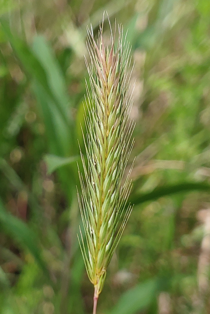 little barley from Mt Airy, GA 30563, USA on May 16, 2023 at 11:19 AM ...