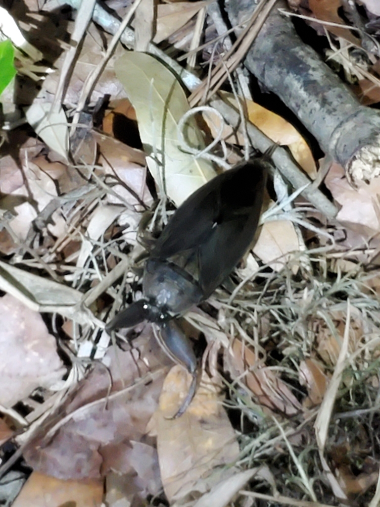 Uhler's Giant Water Bug from Hawthorne, FL 32640, USA on May 18, 2023 ...