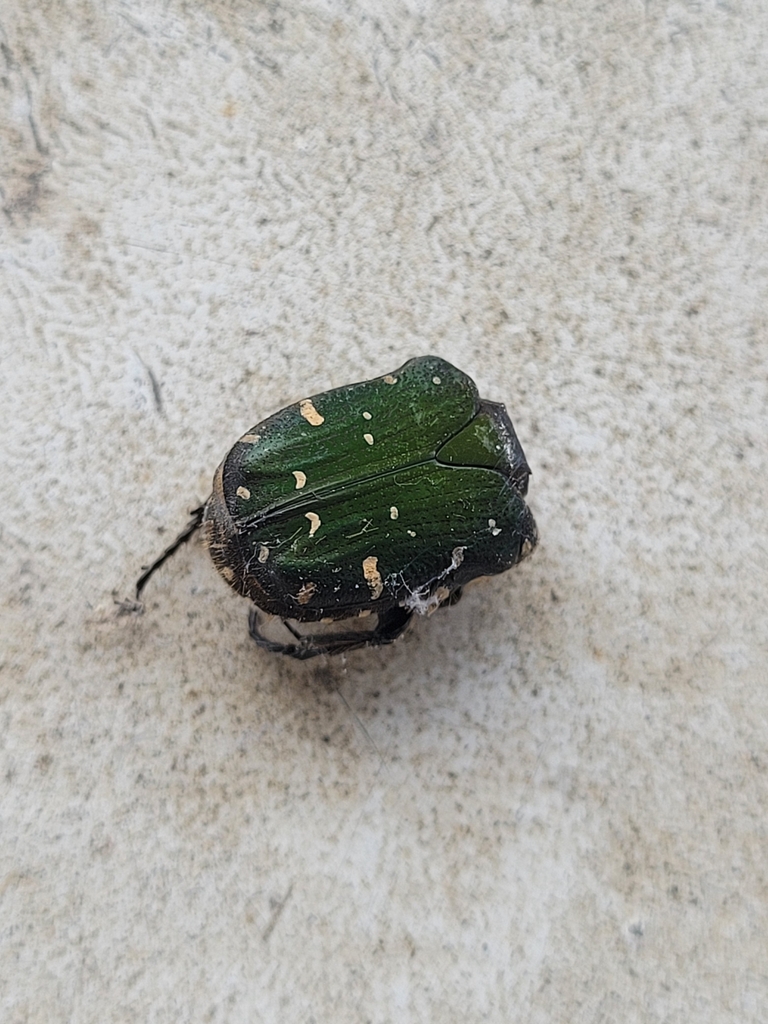 Blue Flower Chafer from Japan, 〒670-0962 Hyogo, Himeji, Minamiekimaechō ...