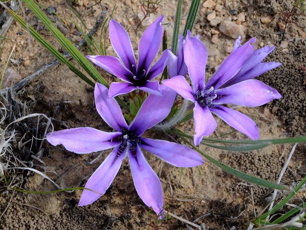 Monsruber Bobbejaantjie in September 2012 by Julian Slade · iNaturalist