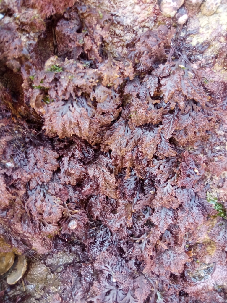 Pepper Dulse from France on May 20, 2023 at 11:17 AM by Juju · iNaturalist