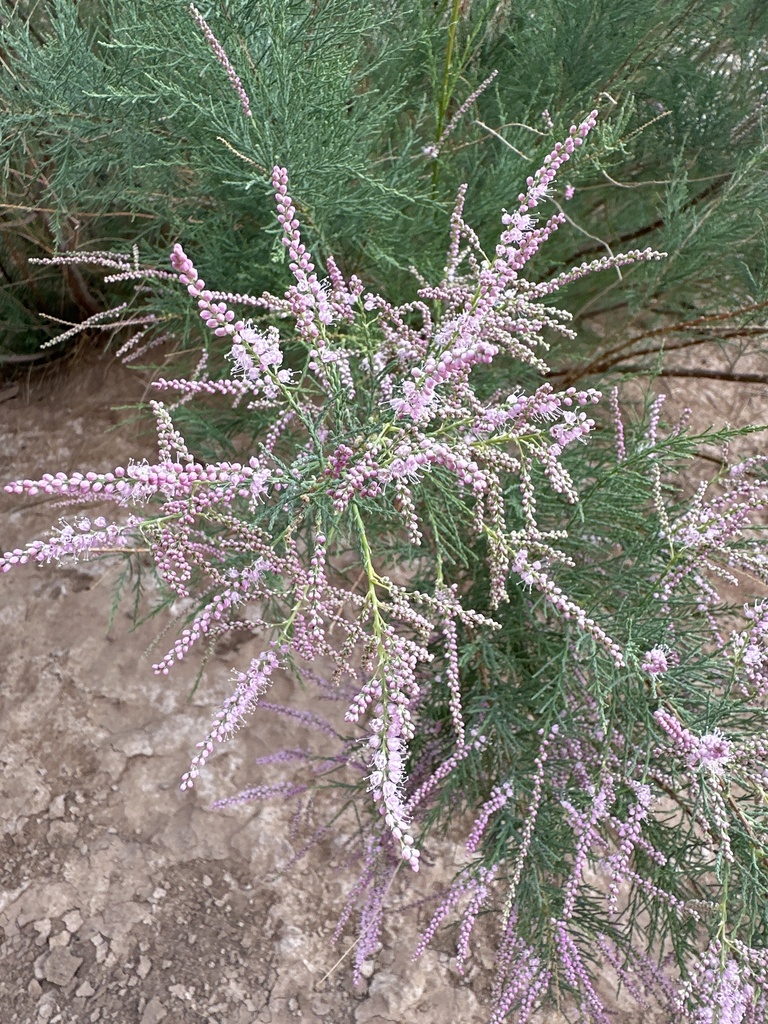 Tamarisks from Moab, UT, US on May 11, 2023 at 06:59 PM by Steph L ...
