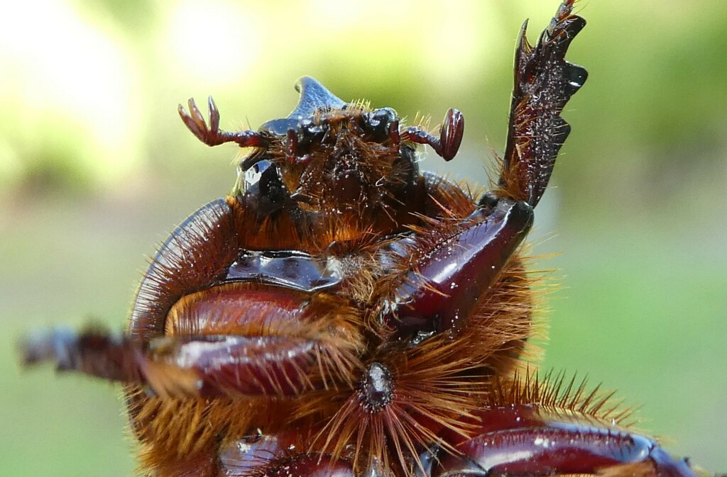 Pimelopus nothus from William Bay WA 6333, Australia on May 19, 2023 at ...