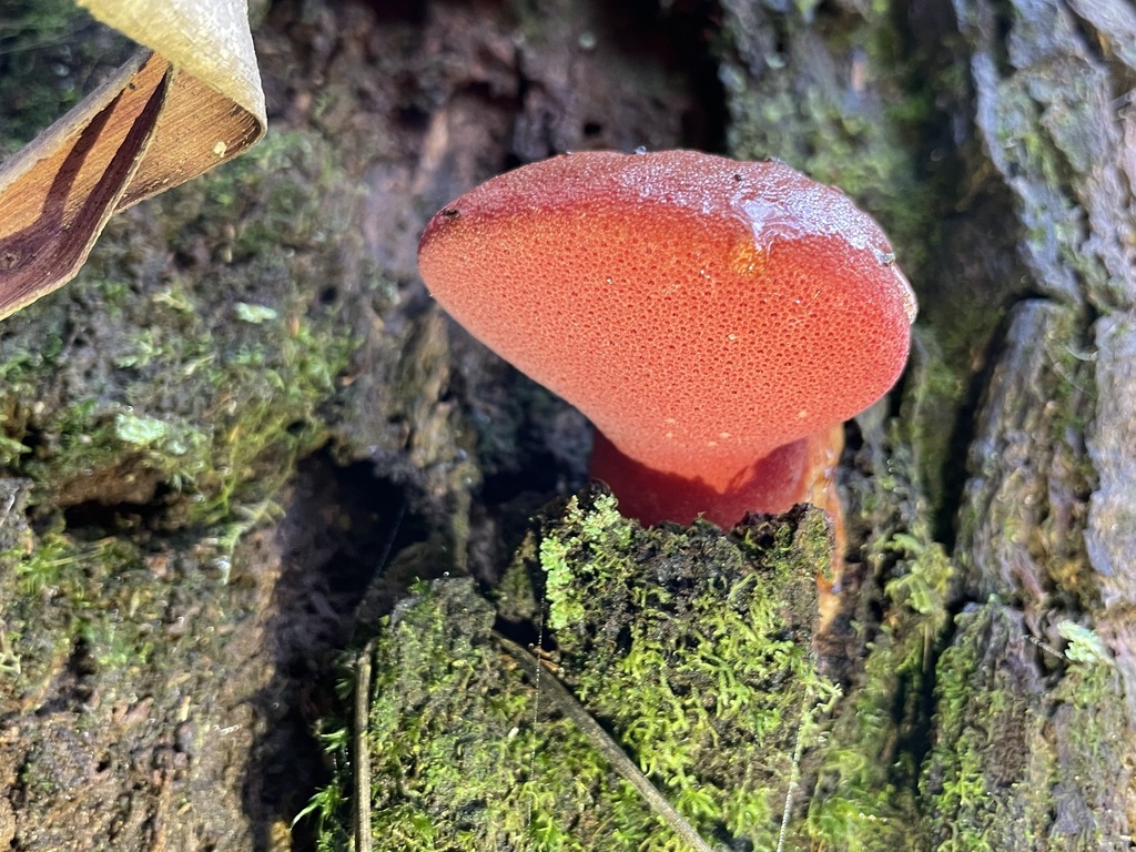 Fistulina from Menzies Creek Linear Reserve, Kallista, VIC, AU on May ...