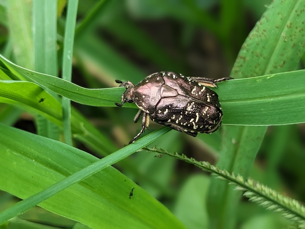 Oriental Flower Beetle from 414台灣台中市烏日區學田里 on May 9, 2023 at 12:51 PM ...