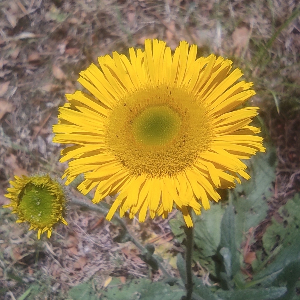 Pulicaria odora from 1750 Lisboa, Portugal on May 20, 2023 at 01:33 PM ...