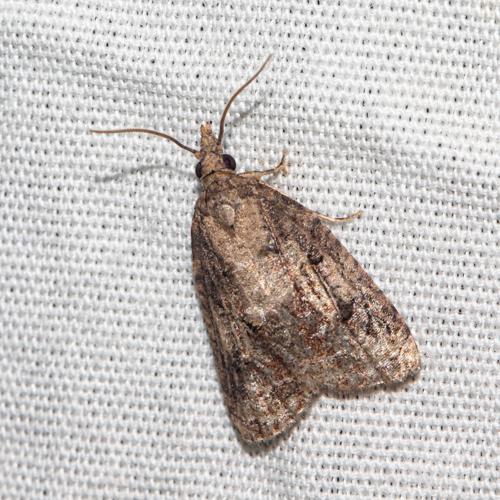 Tufted Apple Bud Moth from Anne Arundel, Maryland, United States on May ...