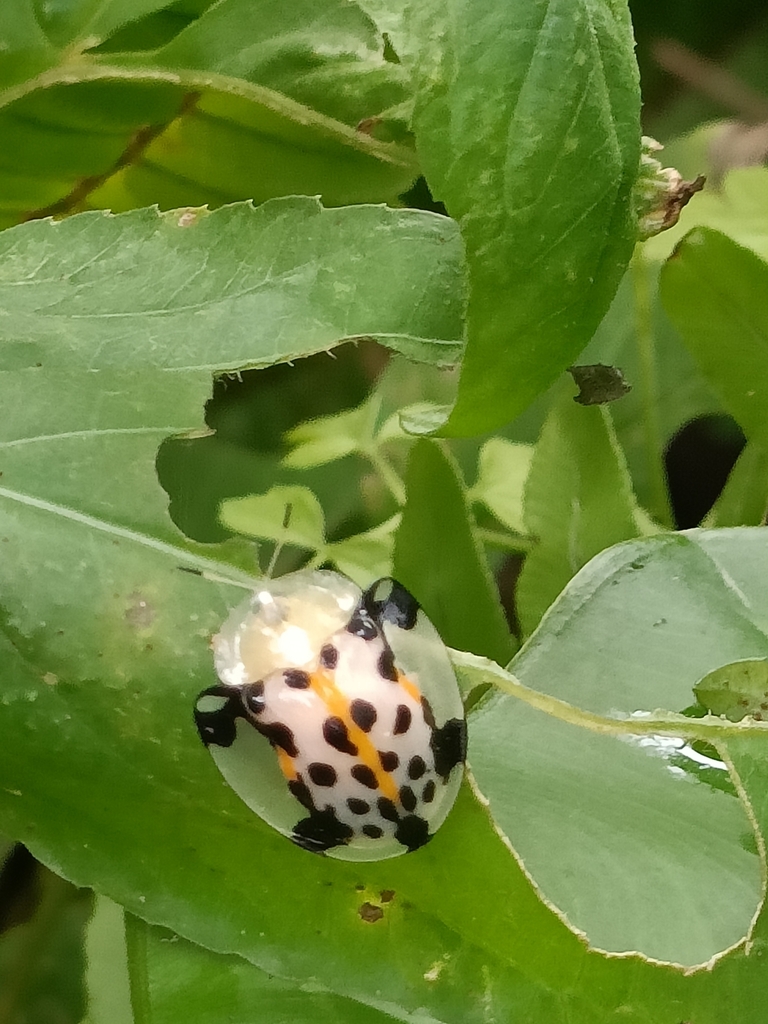 Asian Spotted Tortoise Beetle from Taipei, TW-TP, TW on May 20, 2023 at ...
