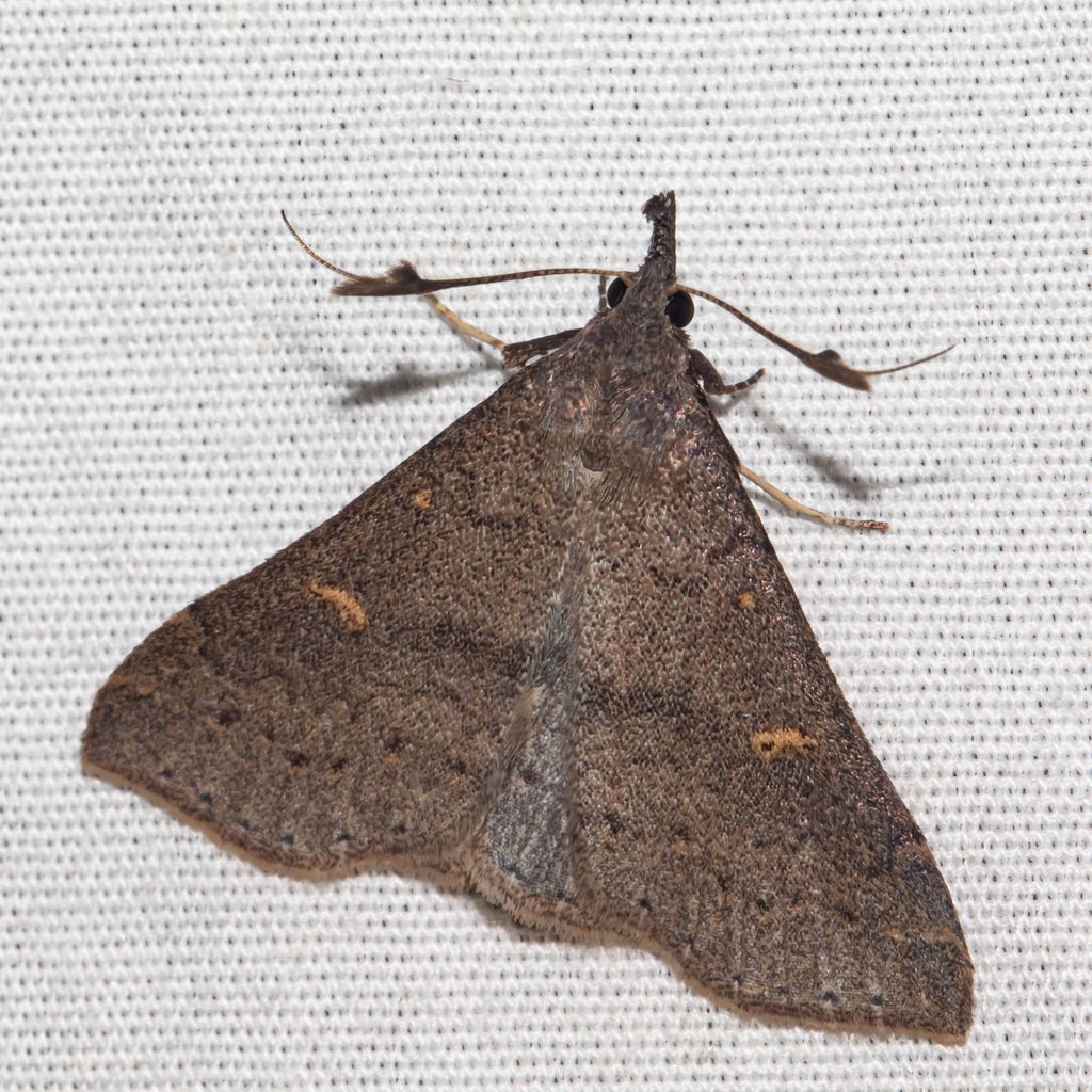Speckled Renia Moth from Anne Arundel County, MD, USA on May 19, 2023 ...