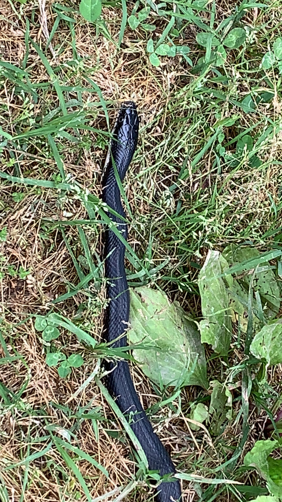 Eastern Ratsnake from Poolesville on May 20, 2023 at 09:25 AM by Leah ...
