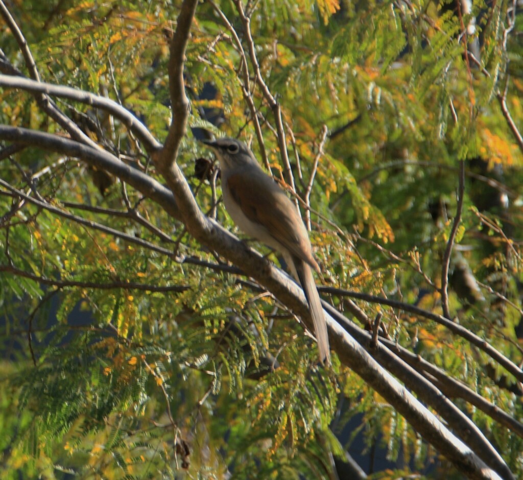 Brown-backed Solitaire from Pueblo Nuevo, Durango, Mexico on January 25 ...
