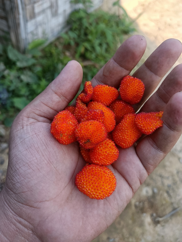 Rubus sumatranus from 790103 on May 13, 2023 at 04:26 PM by ...