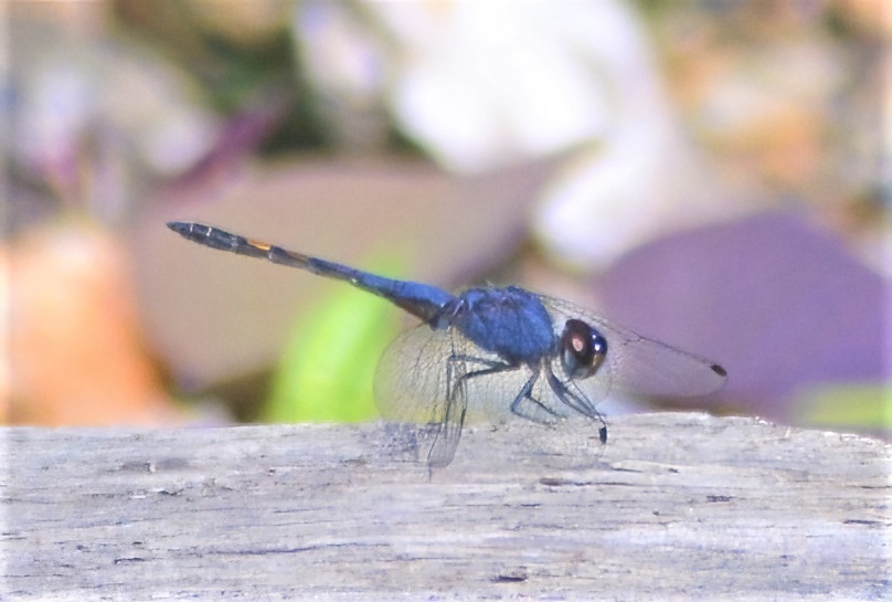 Indigo Dropwing from Fatisi Road, Ravine 1, Timor-Leste on February 19 ...