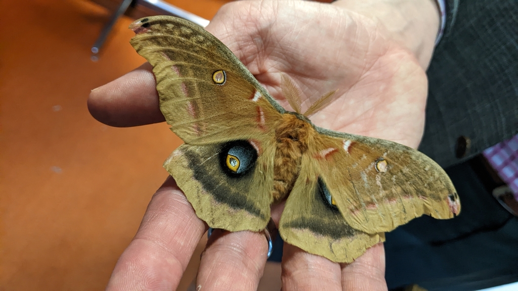 Polyphemus Moth from Faculty Office Building, Pleasant Hill, CA 94523 ...