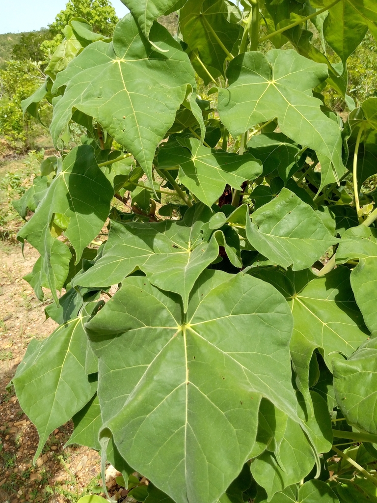 Sterculia setigera from Natitingou, Bénin on May 20, 2023 at 10:49 AM ...