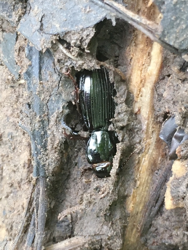 Beetles from Game Farm Rd, Slingerlands, NY, US on May 20, 2023 at 10: ...