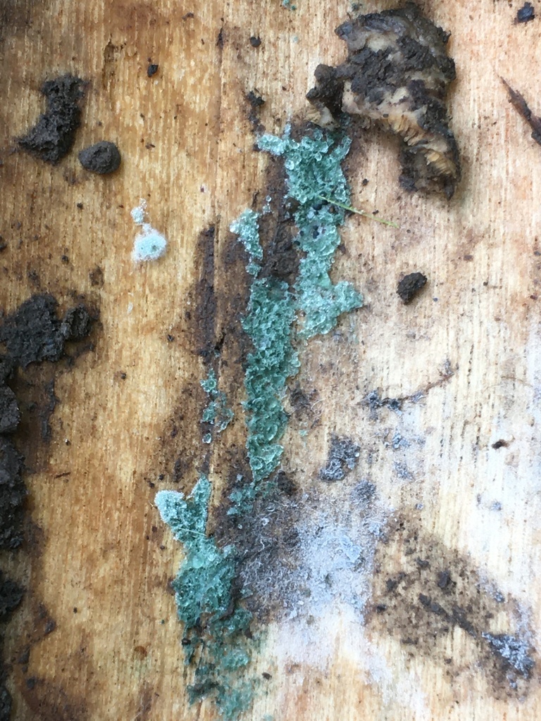 Trichoderma from Game Farm Rd, Slingerlands, NY, US on May 20, 2023 at ...