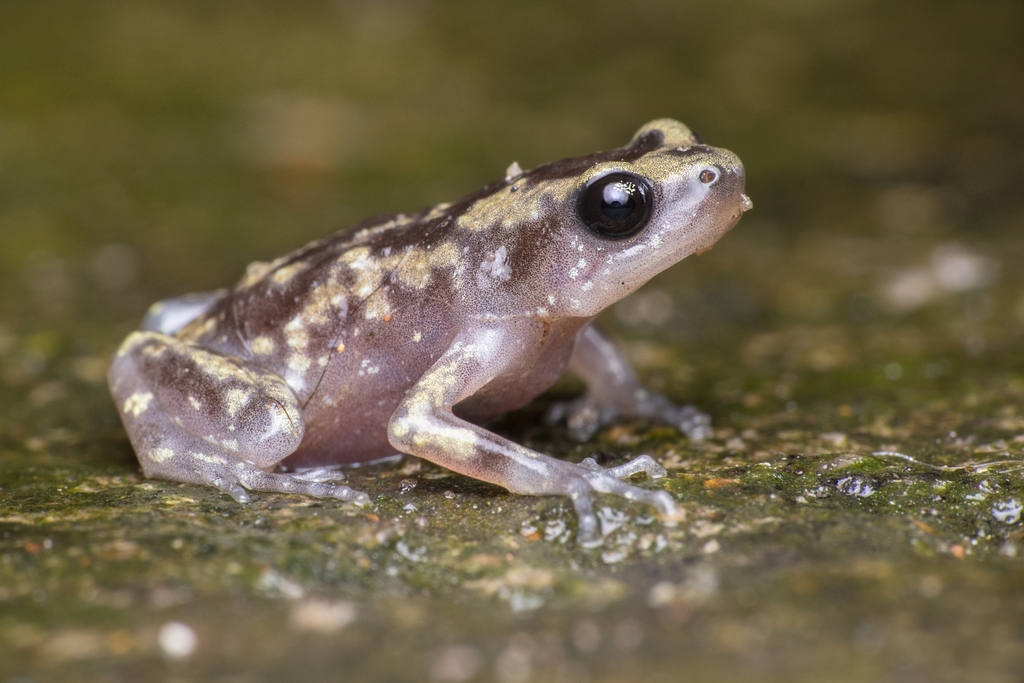 White-bellied pug-snout frog from Beliatore on August 26, 2021 at 11:07 ...