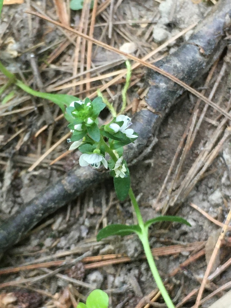 speedwells from Game Farm Rd, Delmar, NY, US on May 20, 2023 at 10:59 ...
