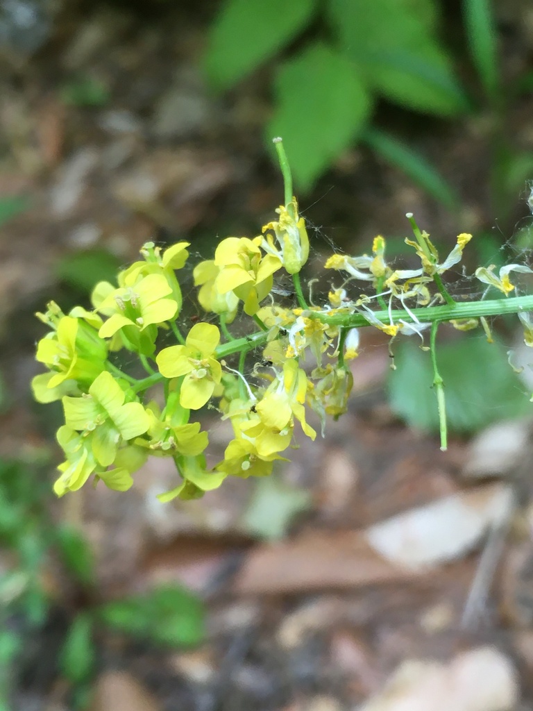 wintercresses from Game Farm Rd, Delmar, NY, US on May 20, 2023 at 11: ...