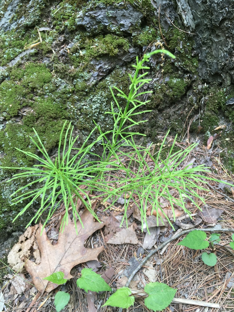 horsetails from Bluebird Way, Delmar, NY, US on May 20, 2023 at 11:05 ...