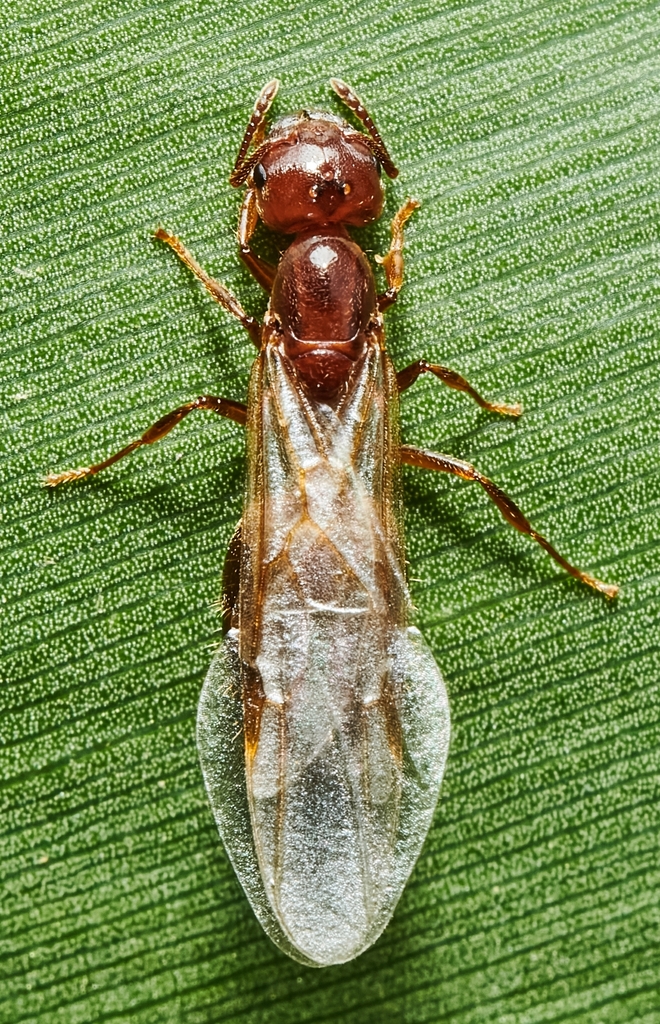 Crematogaster rogenhoferi from 虎頭山公園 on May 20, 2023 at 04:12 PM by ...