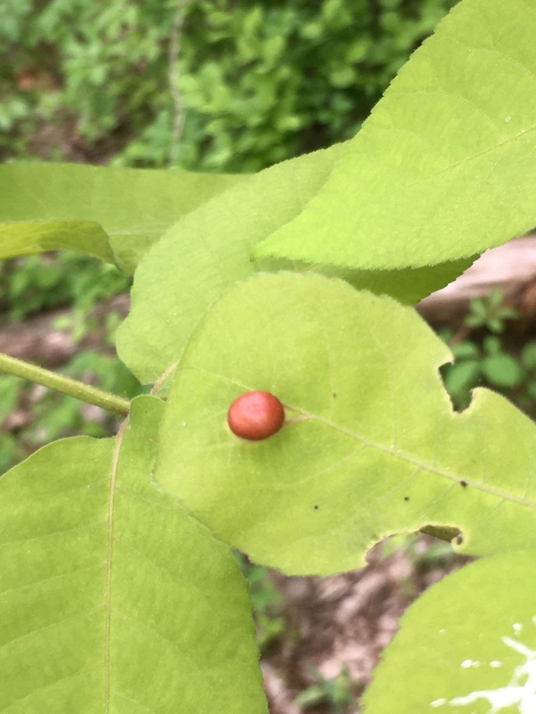 Phylloxeras from Game Farm Rd, Delmar, NY, US on May 20, 2023 at 11:14 ...