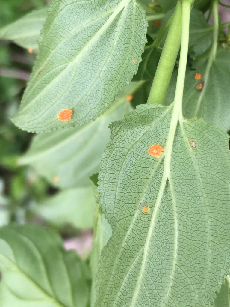 Crown Rust from Game Farm Rd, Delmar, NY, US on May 20, 2023 at 11:27 ...
