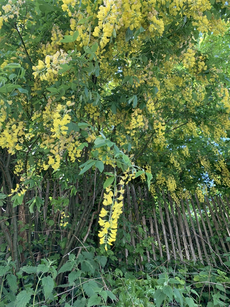 Common Laburnum from Rue du Moulin, Ault, Hauts-de-France, FR on May 20 ...