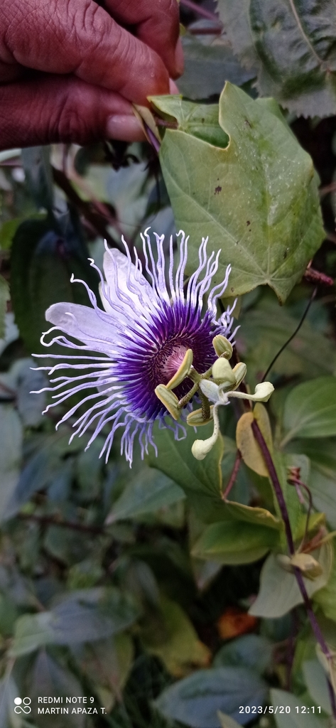 Passiflora bangii from Pojo, Bolivia on May 20, 2023 at 12:11 PM by ...