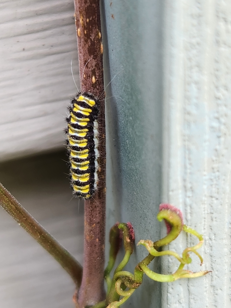 Grapeleaf Skeletonizer Moth from 77365 on May 20, 2023 at 11:14 AM by ...