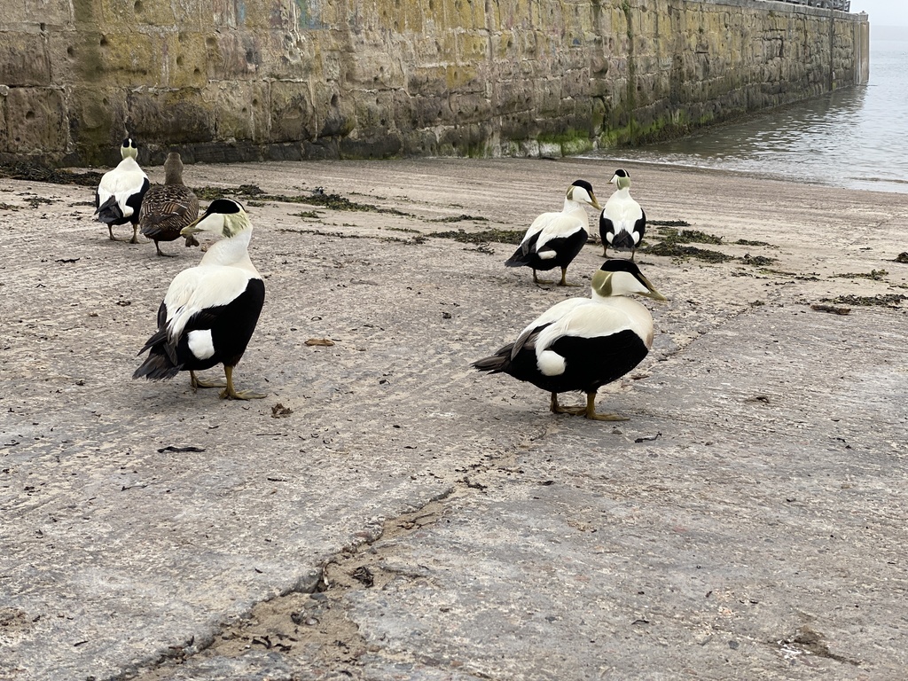 Common Eider from Northumberland Coast Area of Outstanding Natural ...