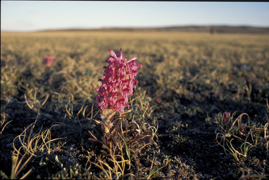 Woolly Lousewort from Inuvik Region, NT, Canada on July 14, 2001 by ...