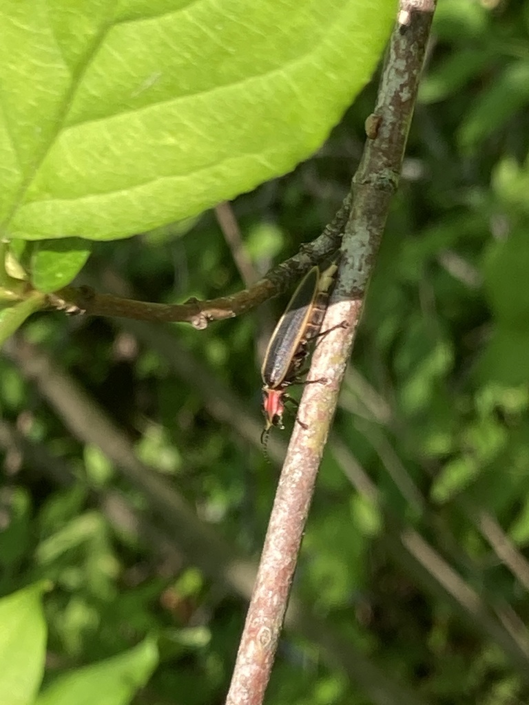 typical fireflies from Central City, IA, US on May 19, 2023 at 11:17 AM ...