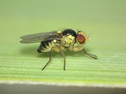 Liriomyza latigenis · iNaturalist