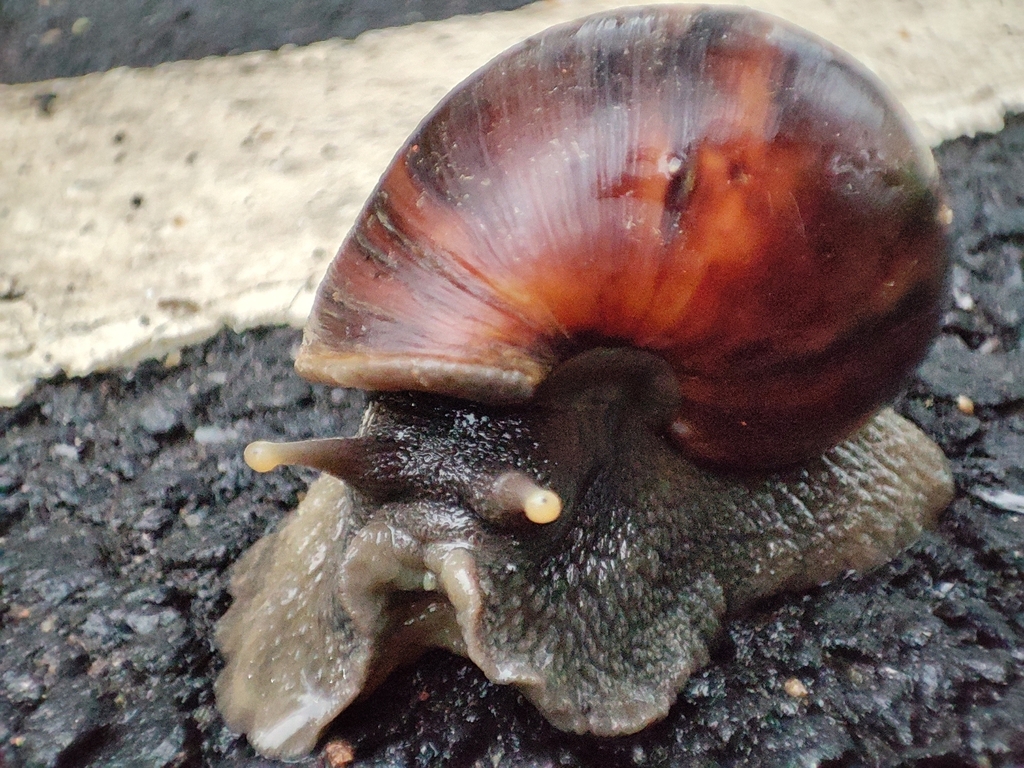 African Giant Snail from 28FM+MFC, Thrikkakara, Edappally, Kakkanad ...