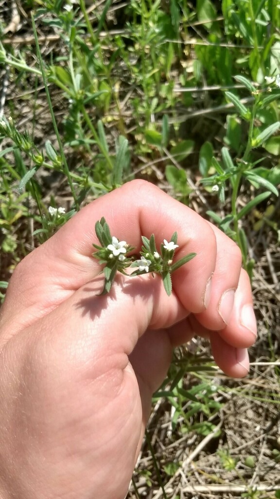 corn gromwell from Vernon, BC, Canada on May 19, 2023 at 01:14 PM by ...