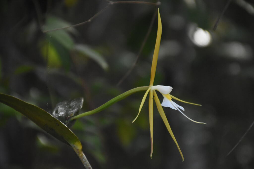 Night Scented Orchid from Belize District, Belize on November 25, 2022 ...
