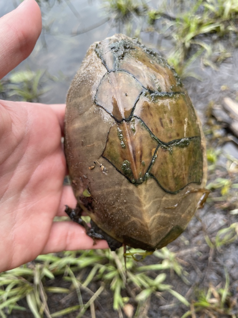 Razor-backed Musk Turtle in May 2023 by Cole Burrow. Cause of death ...