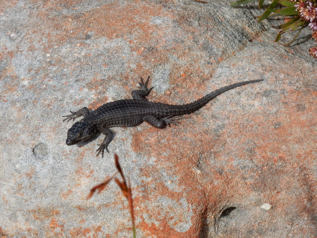 Black Girdled Lizard from Table Mountain National Park, City of Cape ...