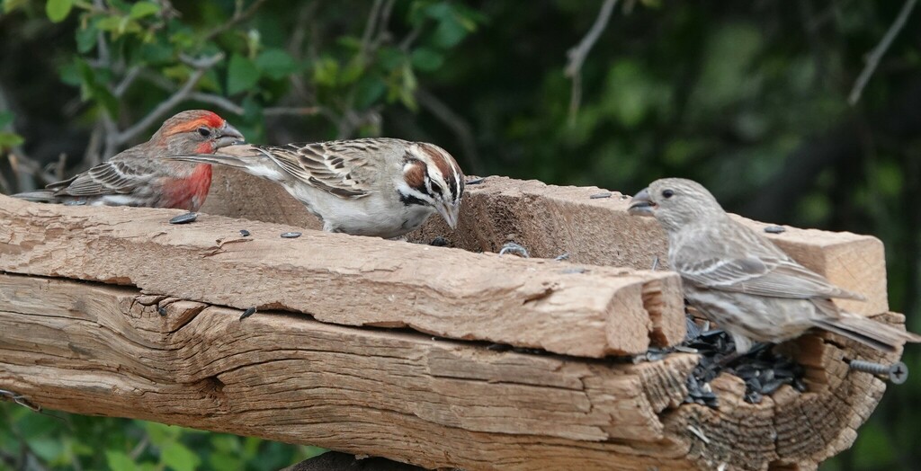 House Finch from Randall County, TX, USA on May 20, 2023 at 11:59 AM by ...