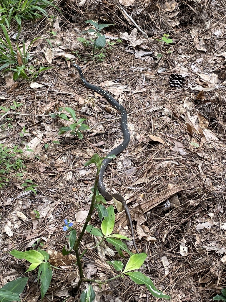 Buttermilk Racer from Mercer Arboretum Loop, Humble, TX, US on May 20 ...