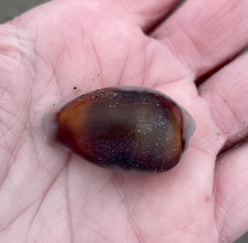 Chestnut Cowry from University of California, Santa Barbara, Goleta, CA ...