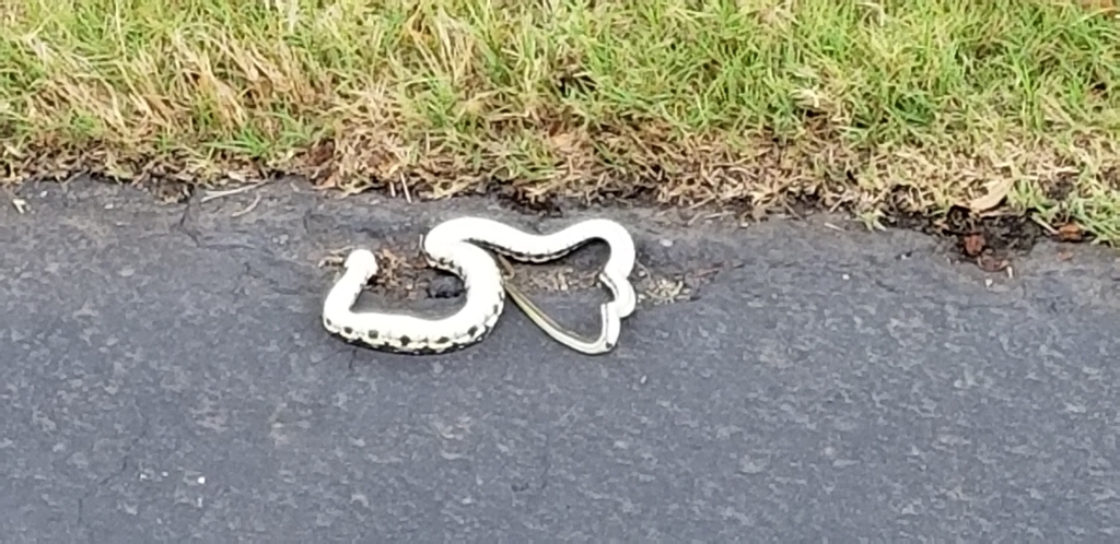 Checkered Garter Snake from The Hills Of Lakeway, The Hills, TX 78738 ...