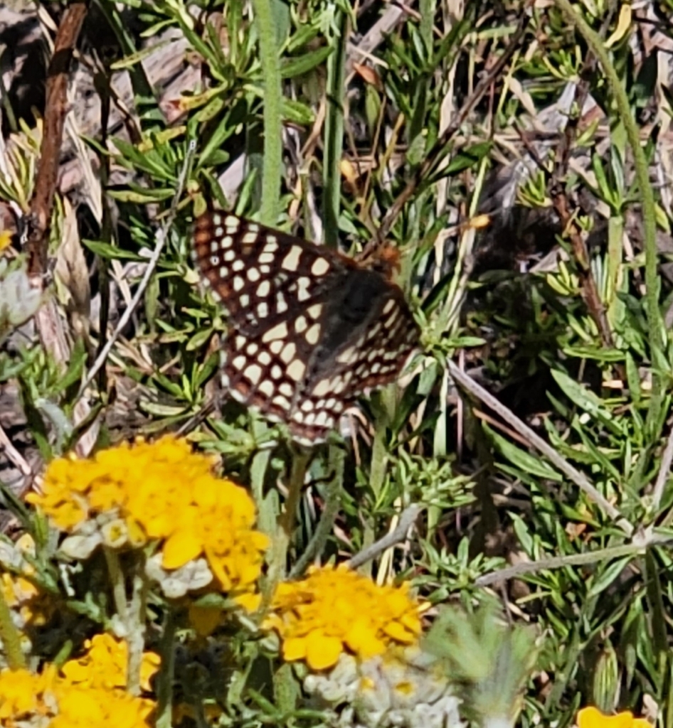 Variable Checkerspot from Santa Barbara, CA 93105, USA on May 20, 2023 ...