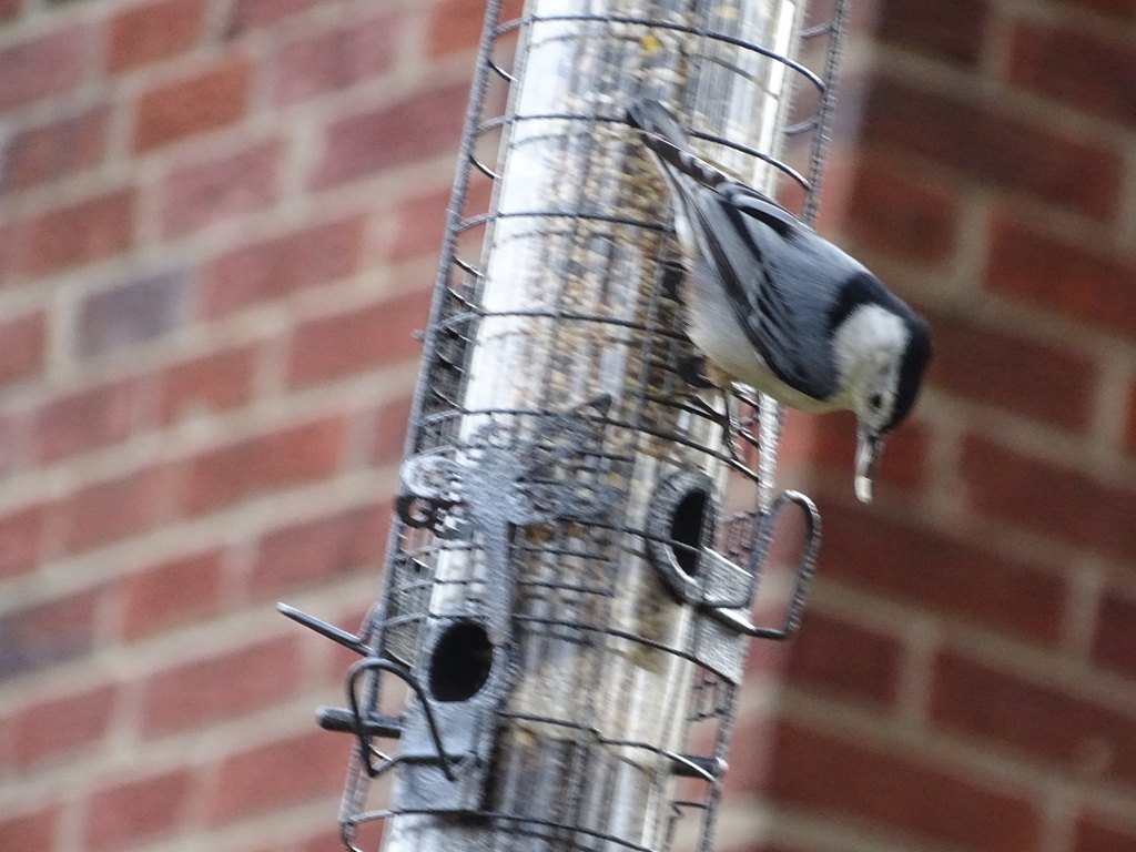 White-breasted Nuthatch from Barcroft, Arlington, VA 22204, USA on ...