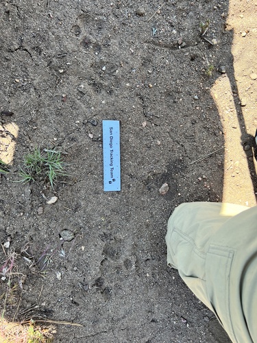 Mountain Lion Tracks – NatureTracking